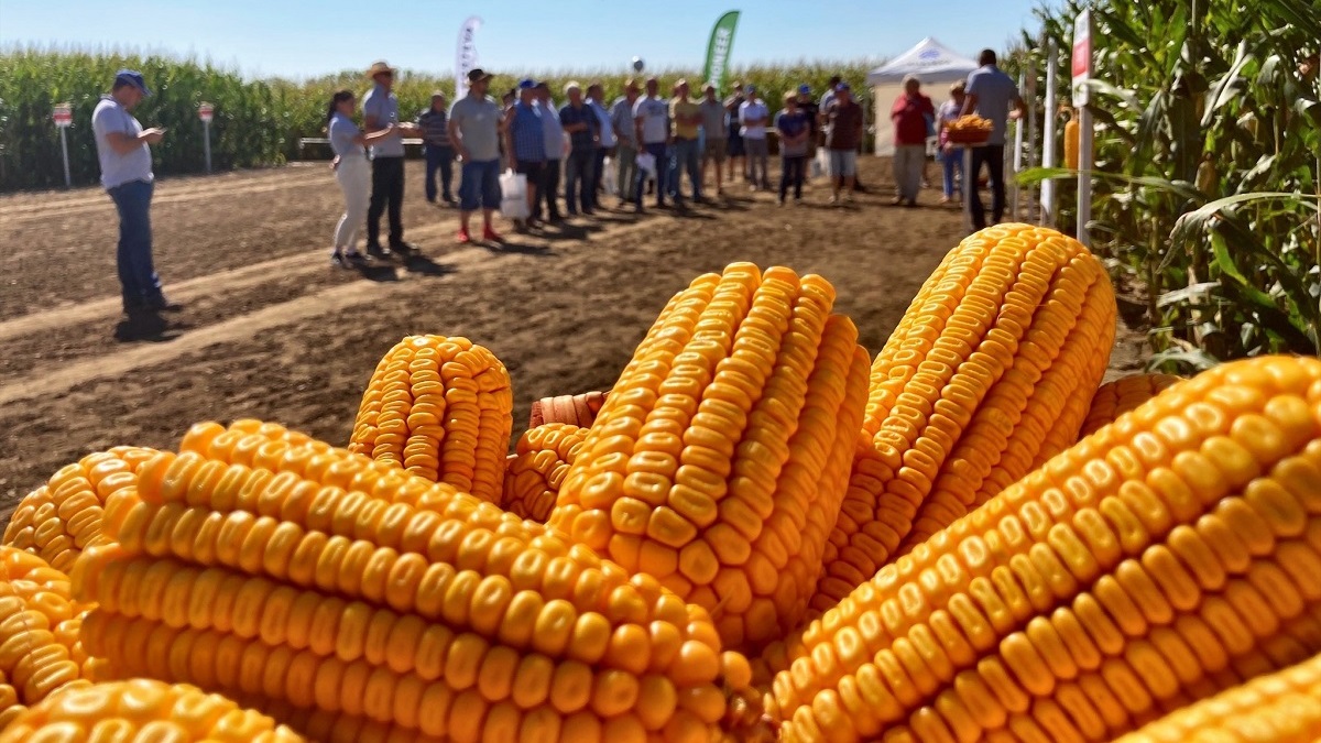 A Corteva bemutatta innovációit az őszi Portfólió Farm ...