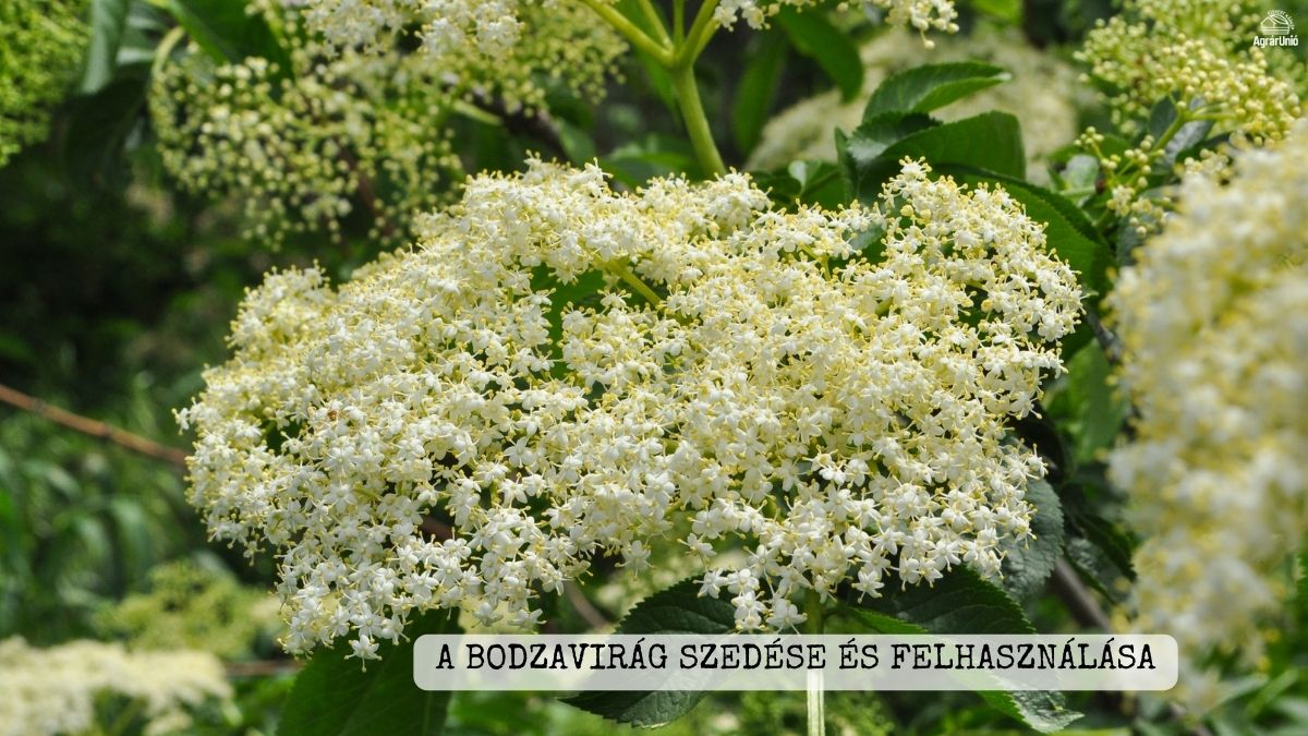A bodzavirág szedése és felhasználása